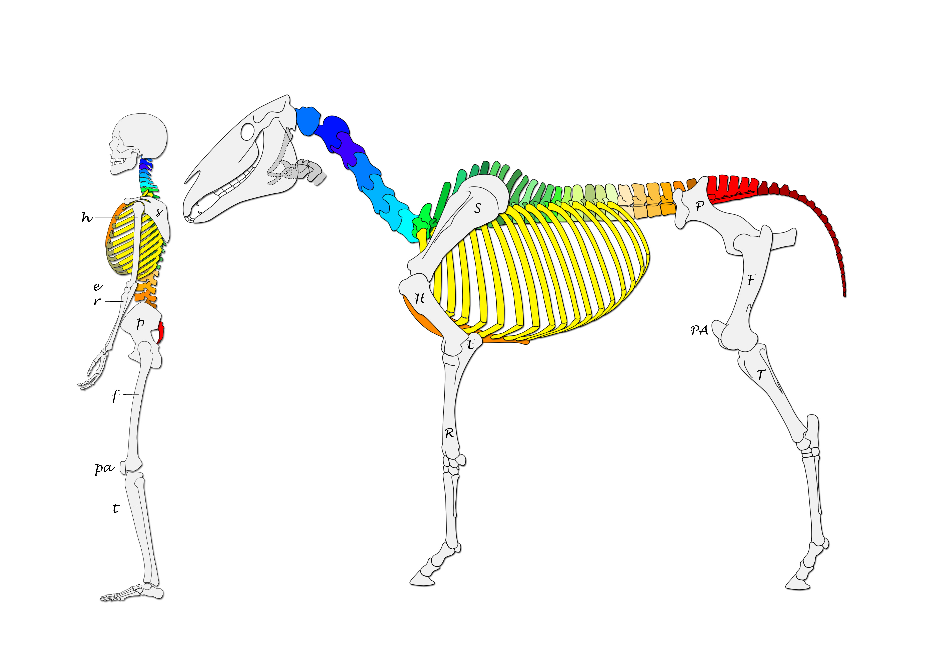 Comparative Anatomy – Coherent Horsemanship
