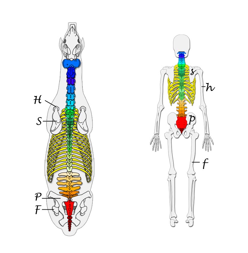 Comparative Anatomy – Coherent Horsemanship