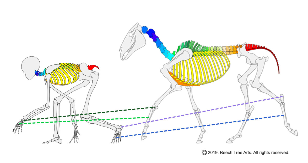 Comparative Anatomy – Coherent Horsemanship