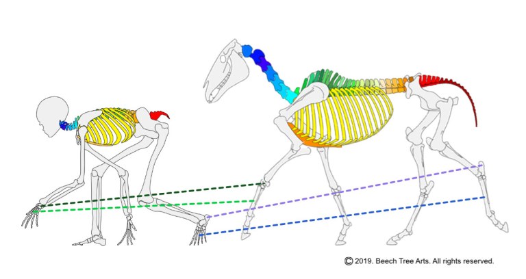 Comparative Anatomy – Coherent Horsemanship
