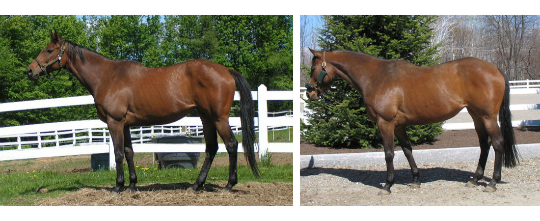 Rosie: the unfolding of a beautiful horse – Coherent Horsemanship